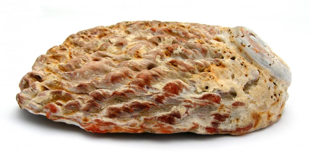 What are Different Types of Seashells? (with pictures)