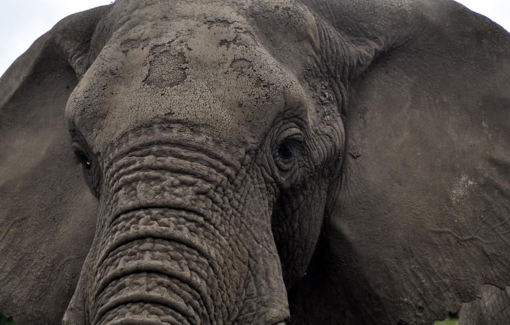 What is the Strongest Animal? (with pictures)