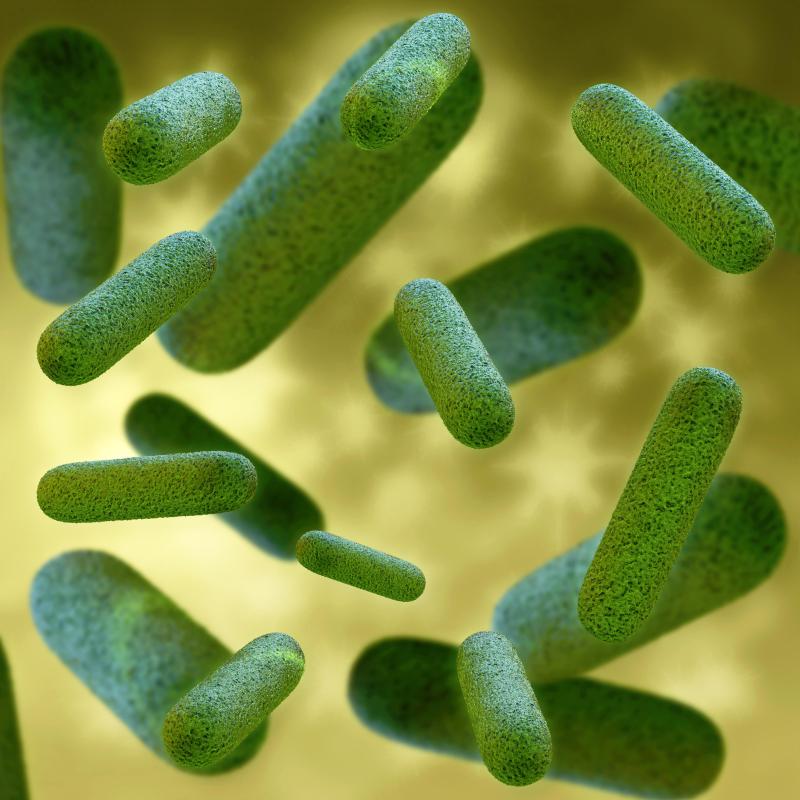 What are Some Types of Bacteria? (with pictures)