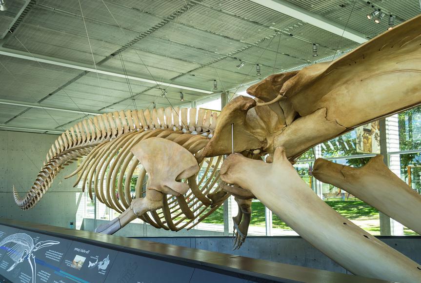 What is the Difference Between Protozoans and Metazoans?