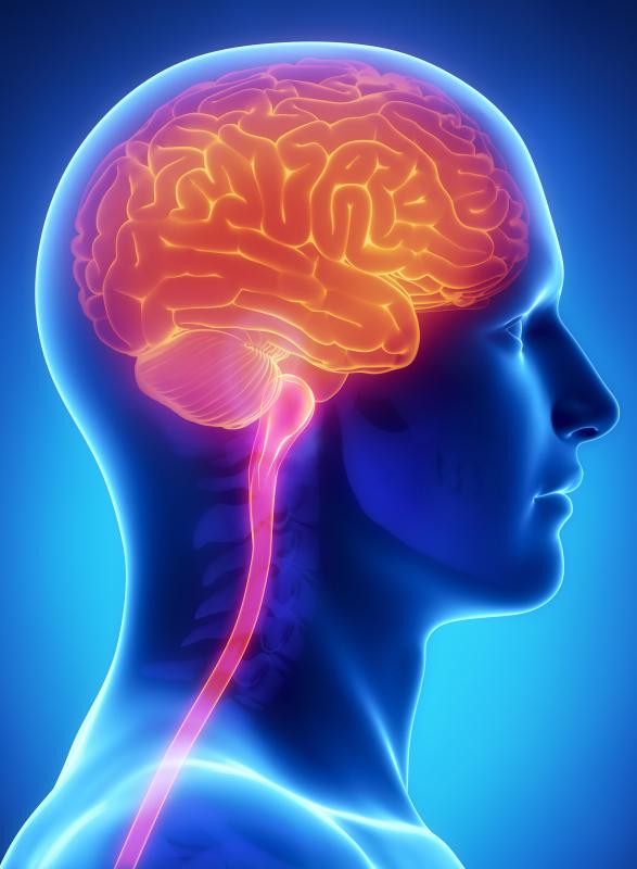 What is the Motor Cortex? (with pictures)