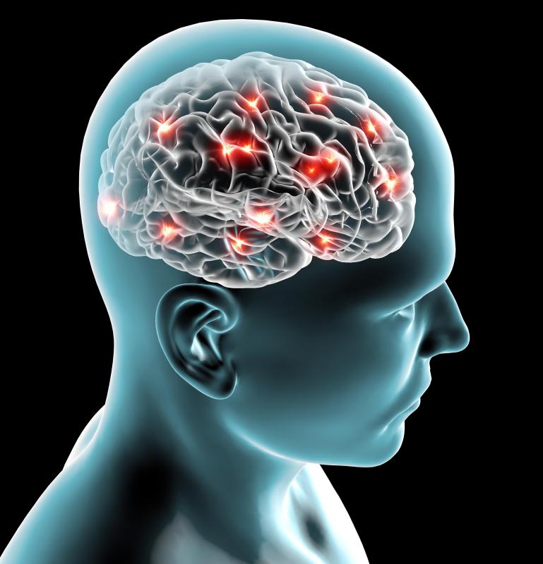 What is Neurobiology? (with pictures)