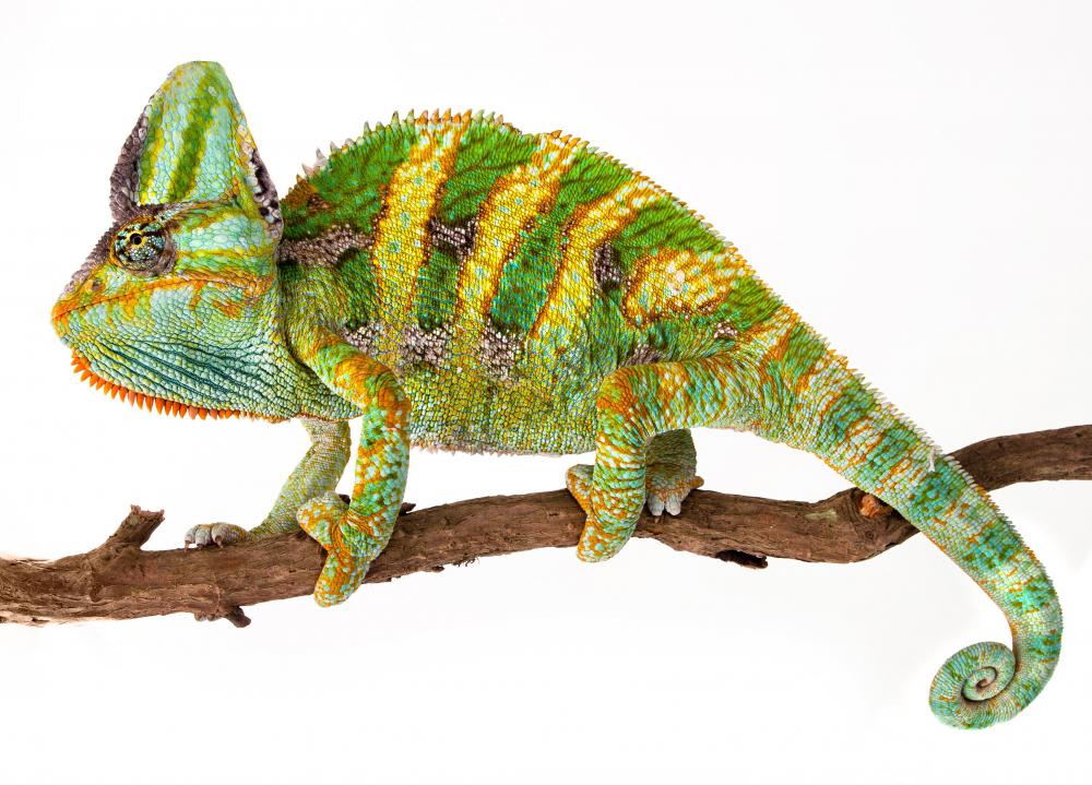 What is Order Squamata? (with pictures)
