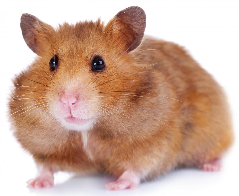 What are Rodents? (with pictures)