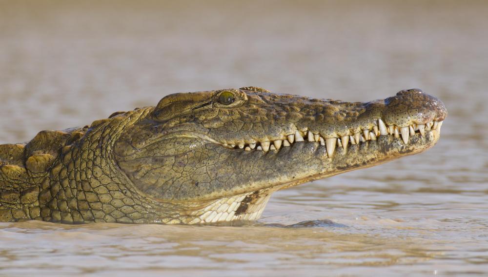 What is a SuperCroc? (with picture)