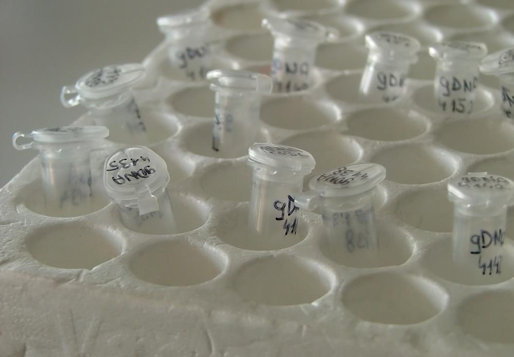 What Is DNA Precipitation? (with pictures)