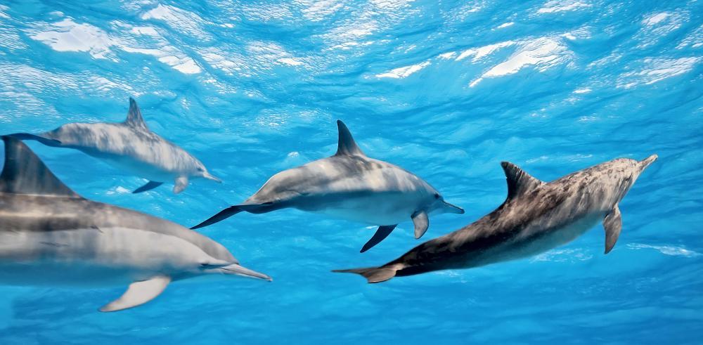 What is the Great Barrier Reef? (with pictures)