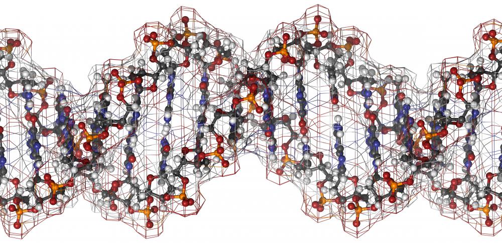 What is Mitochondrial DNA? (with pictures)