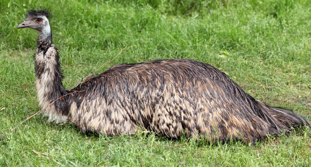 What is the Largest Bird That Ever Lived? (with pictures)