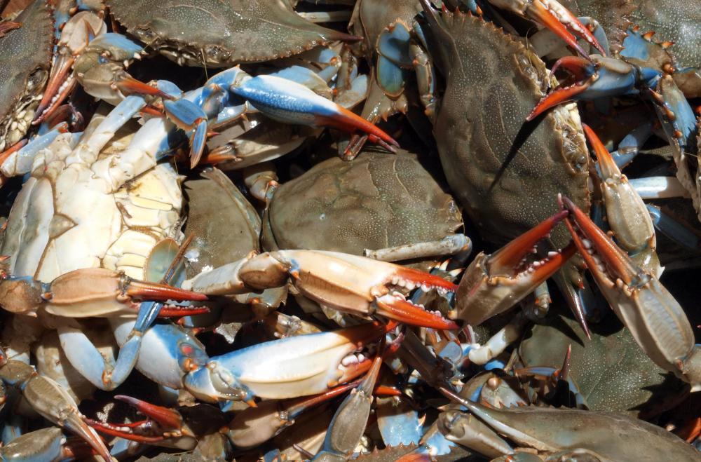 What is Chitin? (with pictures)