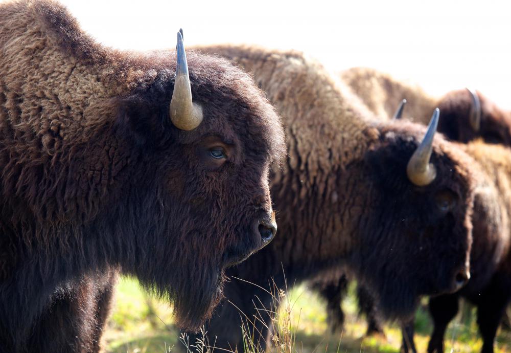 What are Some Extinct Animals of North America? (with pictures)