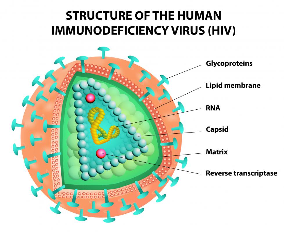 What is a Reverse Transcriptase? (with pictures)
