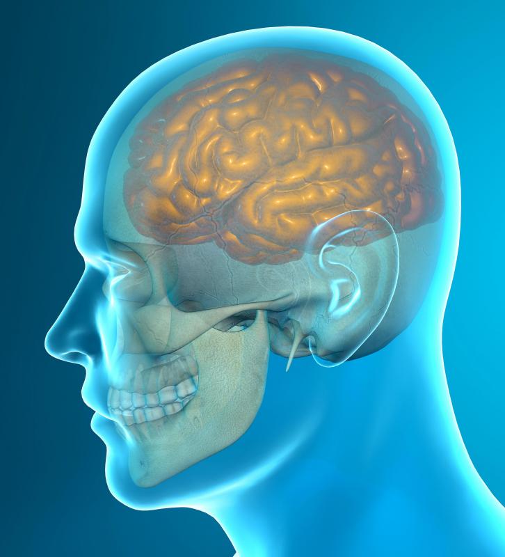 What is an Interneuron? (with pictures)