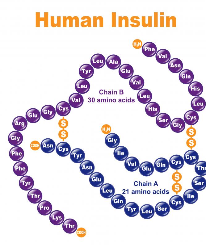 What Is Protein Engineering? (with picture)