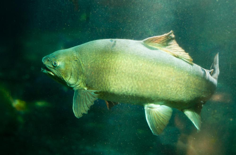 What is Hybridization? (with pictures)