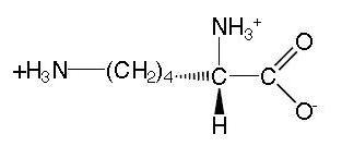 What are Amino Acids? (with pictures)
