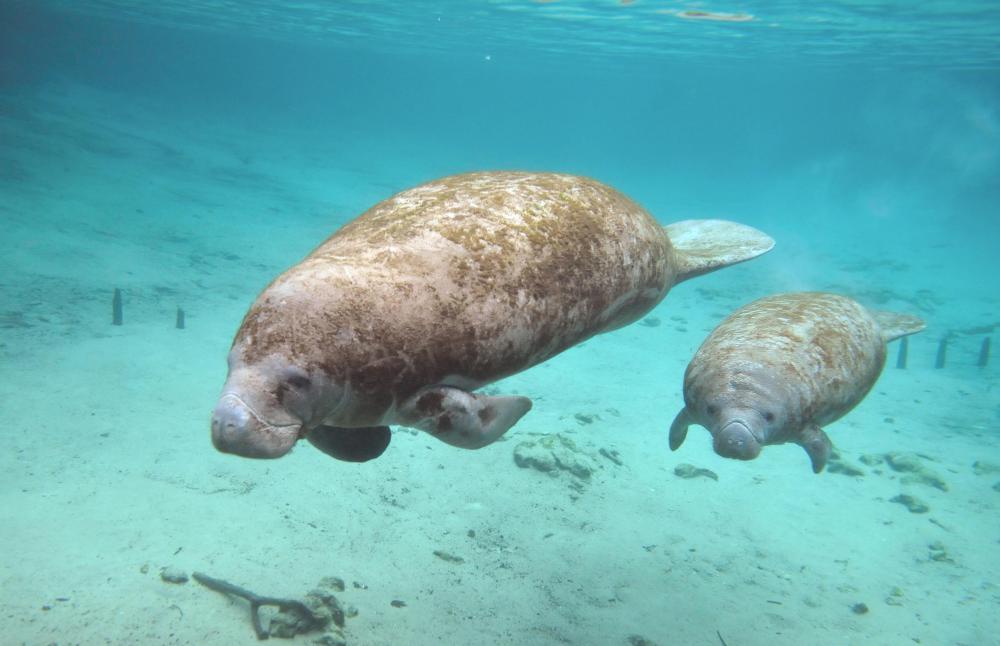 What is the Holocene Extinction Event? (with pictures)