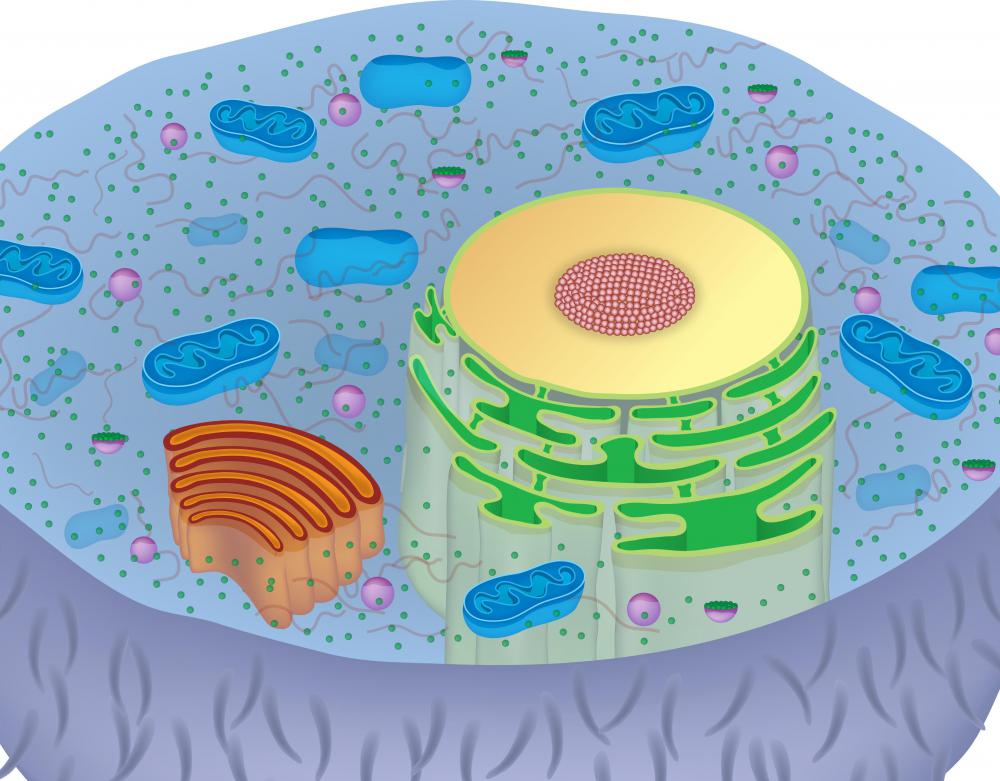 What are Organelles? (with pictures)