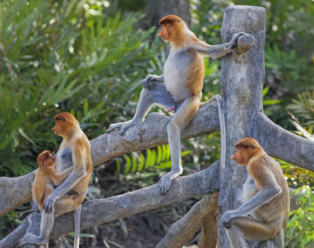 What are Primates? (with pictures)