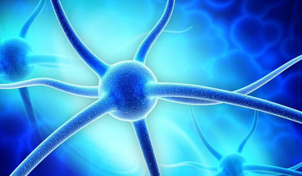 What is an Interneuron? (with pictures)