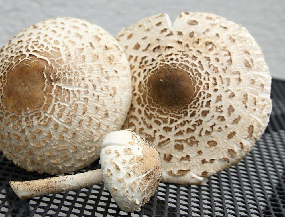 What is Selenium? (with pictures)