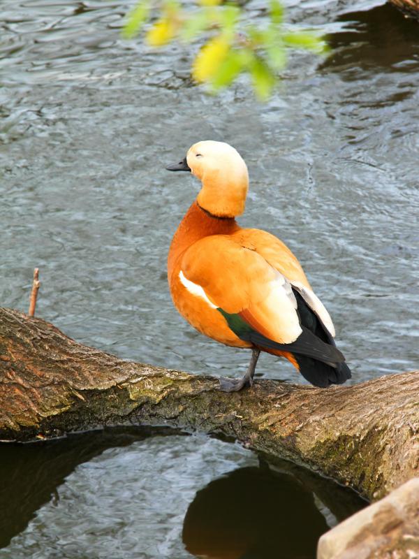 What is a Biological Model? (with pictures)