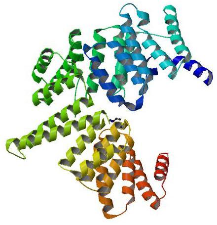 What is Protein Binding? (with pictures)