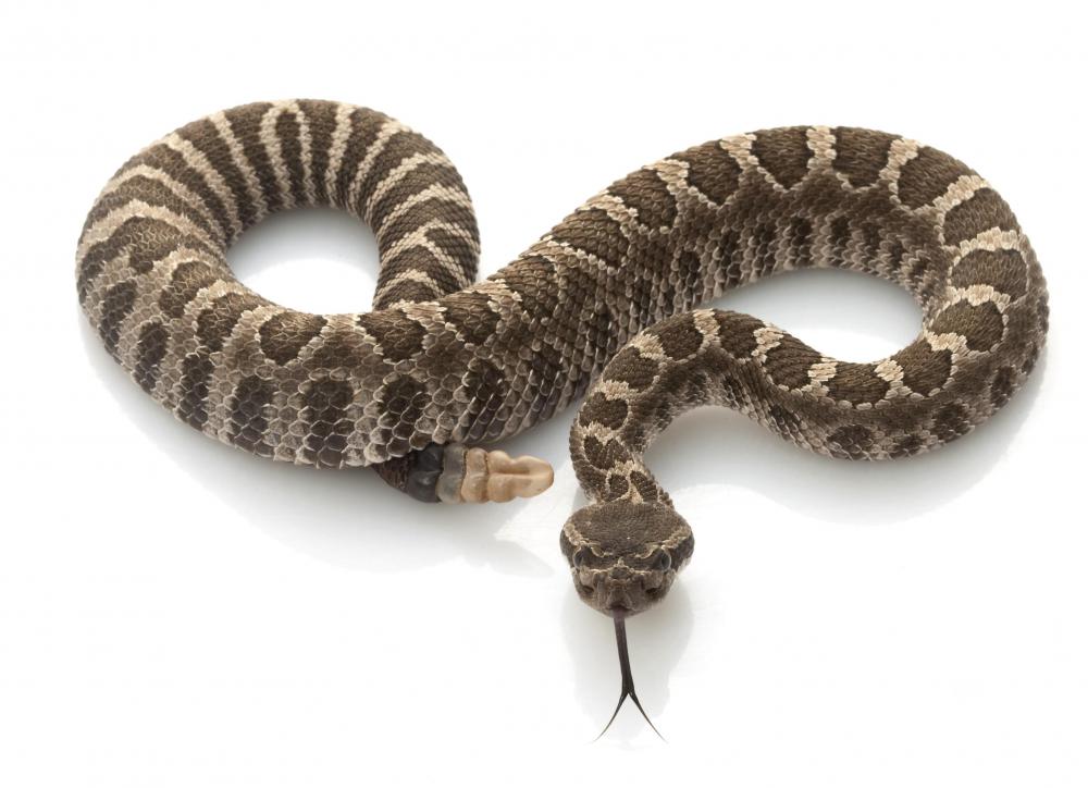 What is Order Squamata? (with pictures)