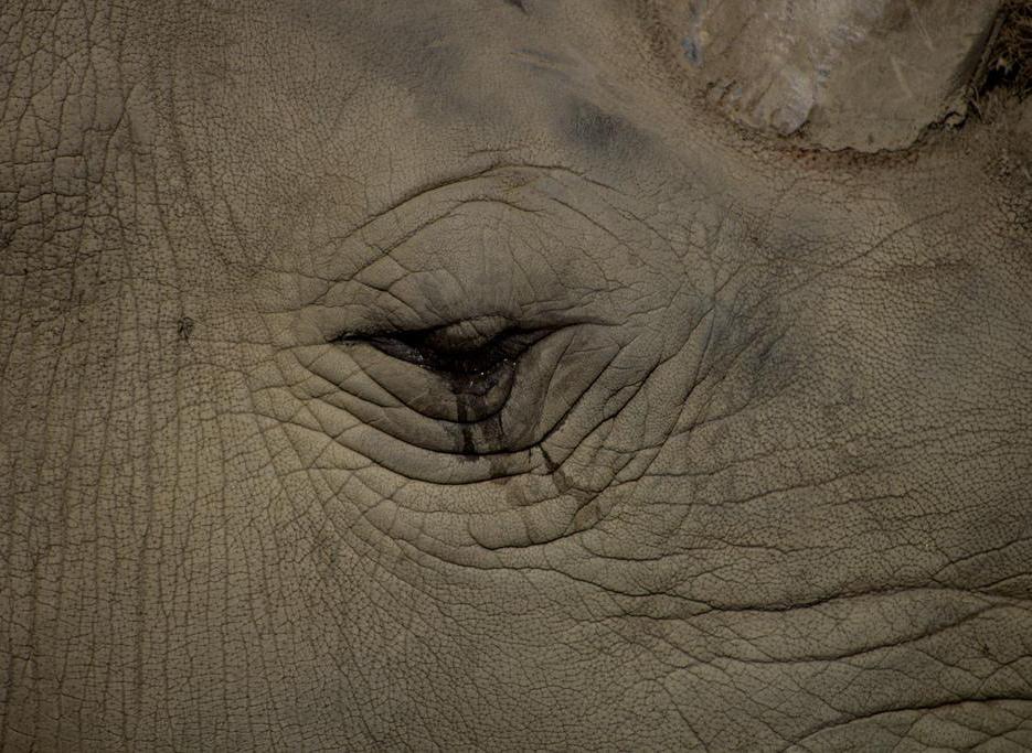 Do Animals Cry? (with pictures)