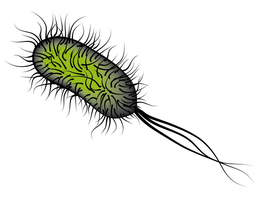 What are the Different Types of Bacterial Species?