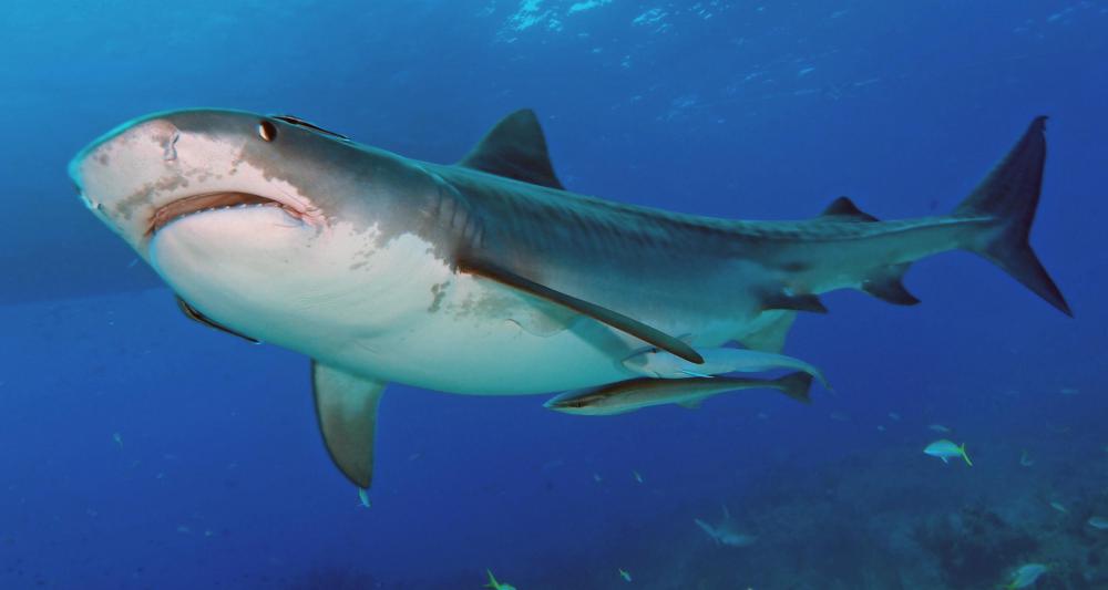 What is the Great Barrier Reef? (with pictures)