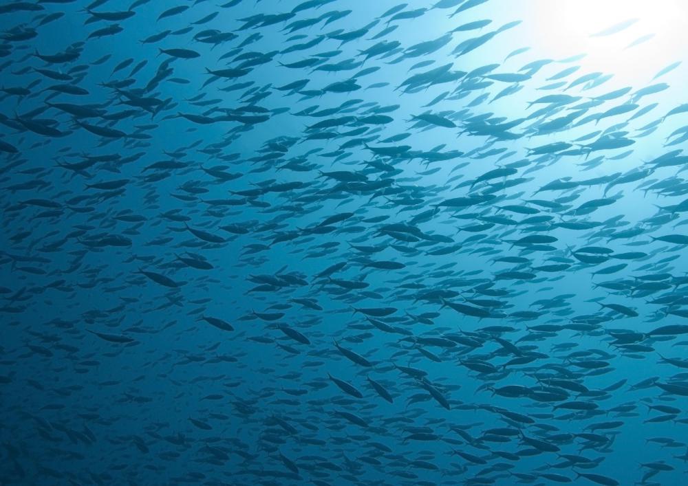 What is the Western Interior Seaway? (with picture)