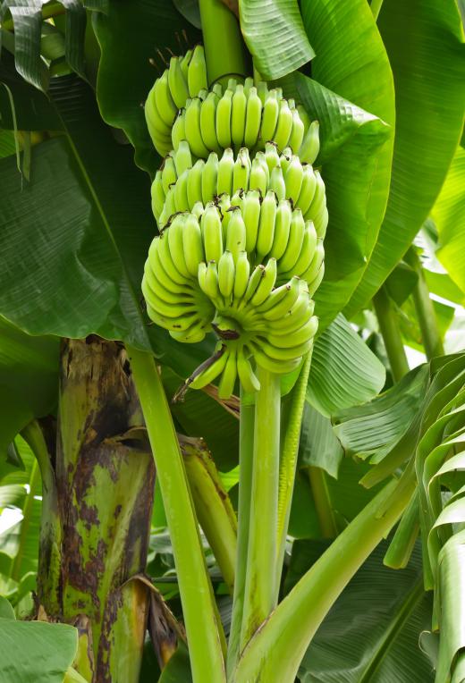 What Is Plant Classification with Pictures 