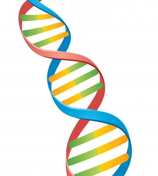 What Is Gene Amplification with Picture What Is Gene Amplification with Picture