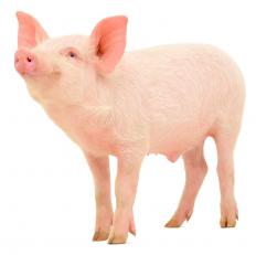 What are Some Paleogene Organisms? (with pictures)