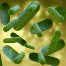 What are Some Types of Bacteria? (with pictures)