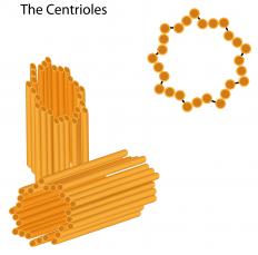 What is a Centriole? (with pictures)