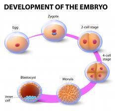 What is an Embryo? (with pictures)