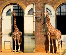 What is the Largest Biological Cell? (with pictures)