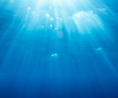 In Marine Biology, what is the Difference Between the Photic and ...