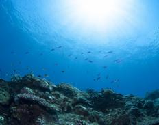 What are Cold Seeps and Hydrothermal Vents? (with pictures)