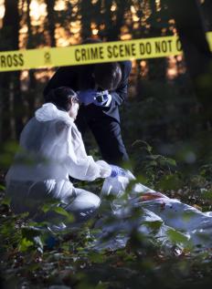 What is Forensic Entomology? (with pictures)