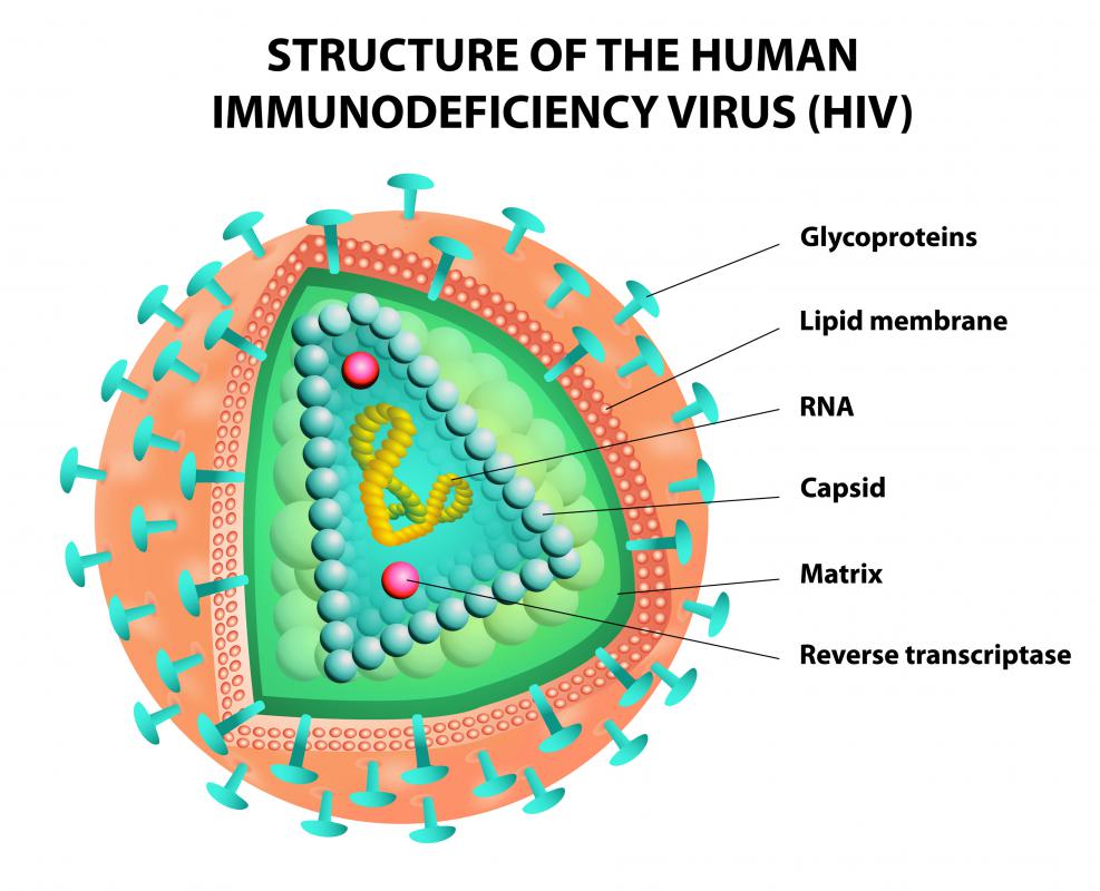 What is the ELISA Method? (with pictures)