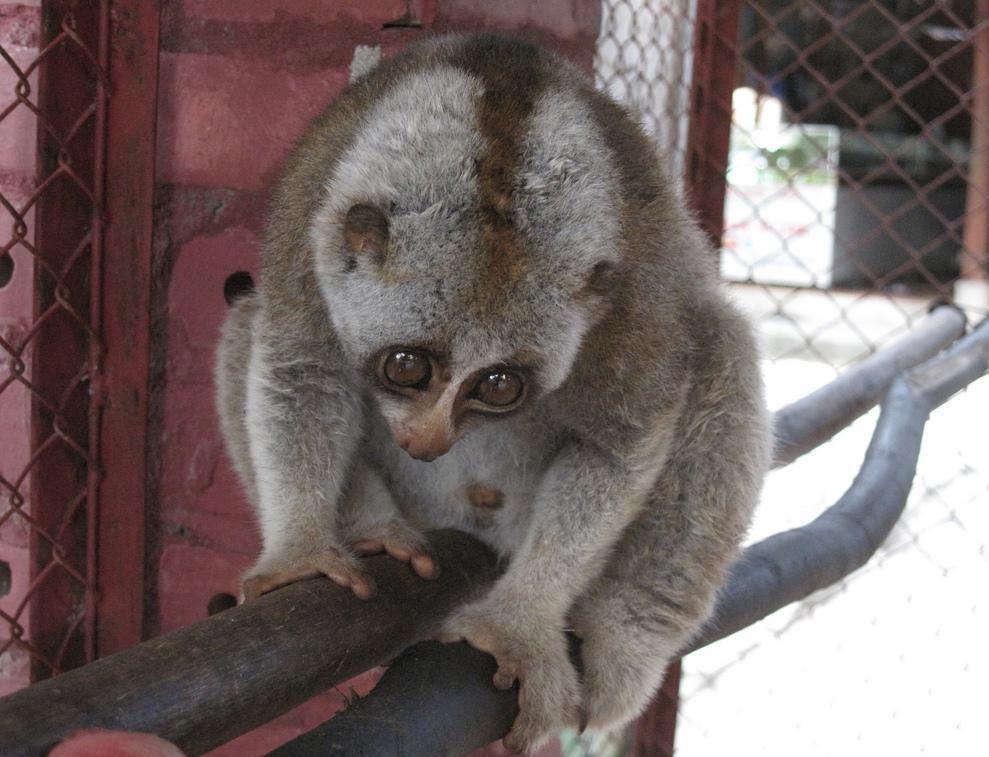 What is Primatology? (with pictures)