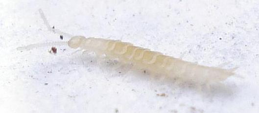 What is the Difference Between Lophotrochozoans, Edcysozoans, and ...