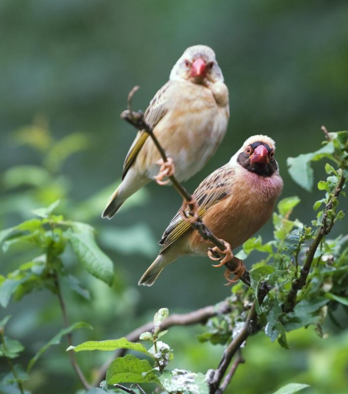 What is the Evolutionary History of Birds? (with pictures)