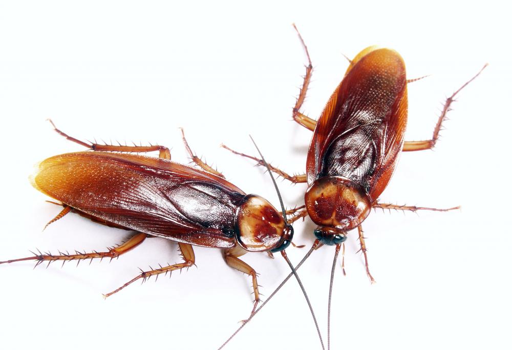 What are Some Animals That Have Been Trapped in Amber?